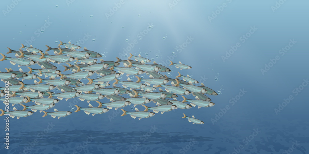 School Of Fish Cartoon