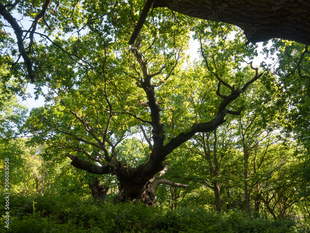 large oak tree trunk side view inside forest canopy overheard ...