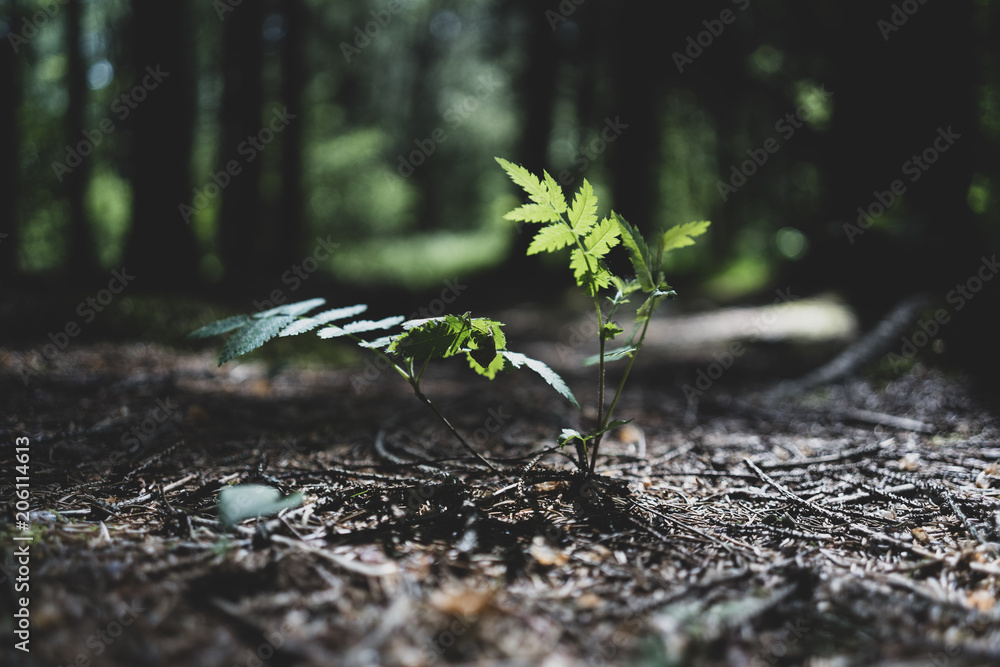 Tree Birth Stock Photo | Adobe Stock