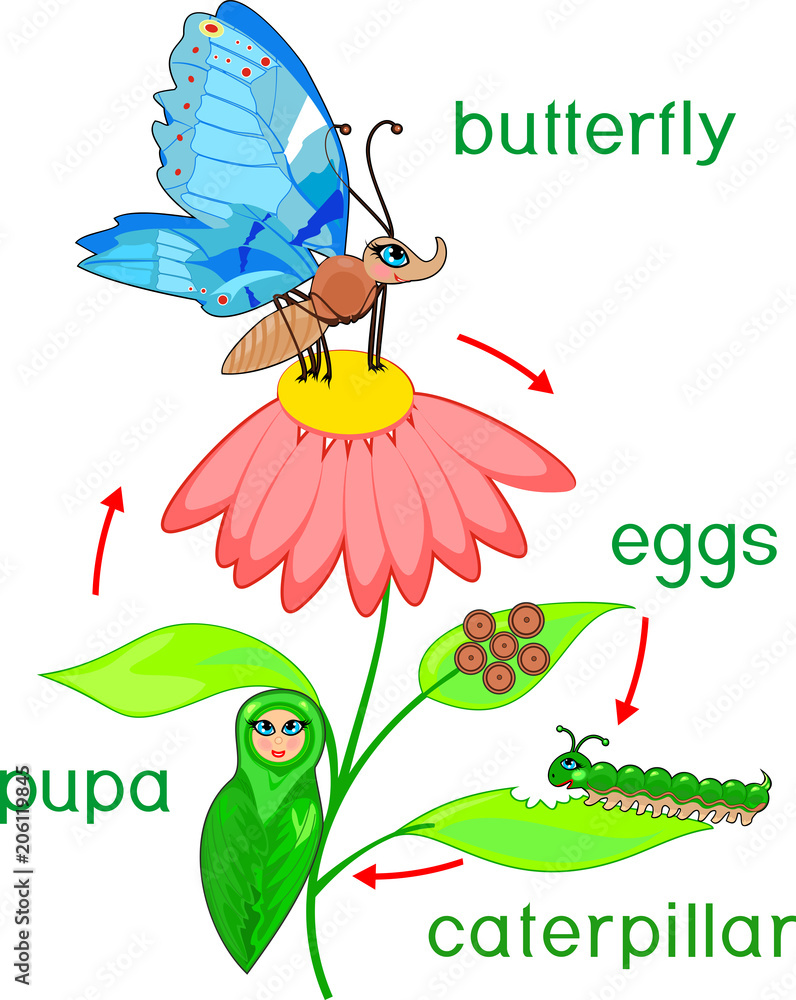 Life cycle of butterfly. Sequence of stages of development from egg to ...
