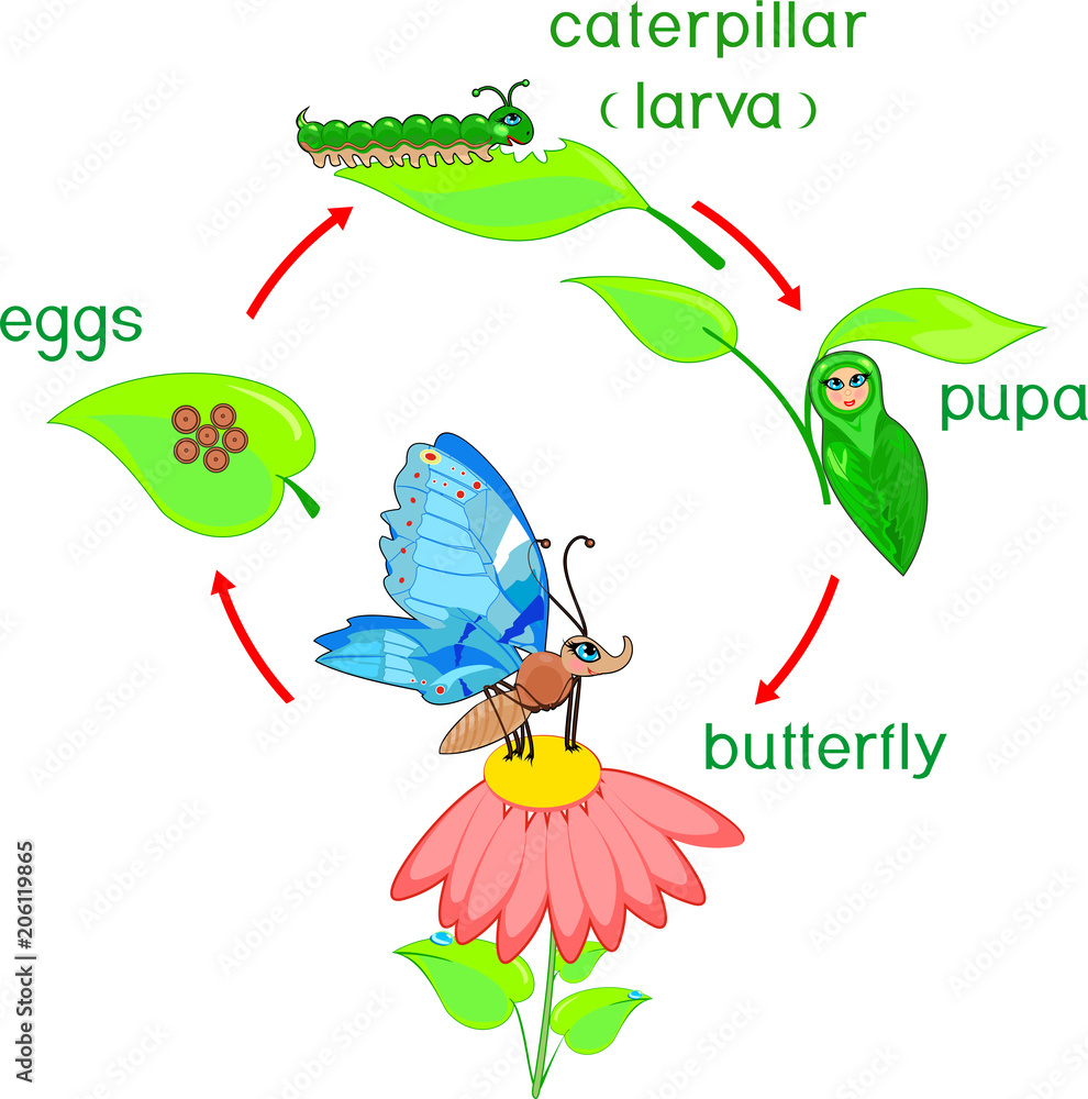 Life cycle of butterfly. Sequence of stages of development from egg to ...