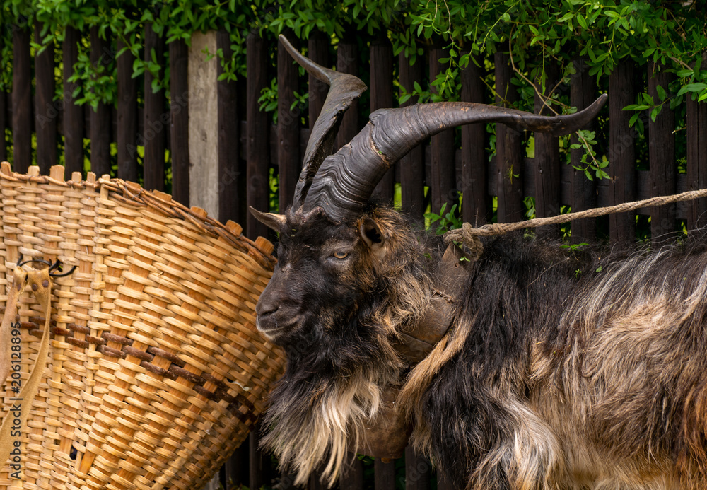 Eine männliche Ziege mit großen Hörnern Stock Photo | Adobe Stock