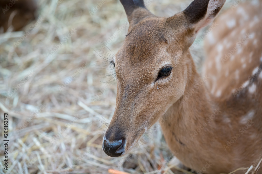 Closed up deer eye and its eye gum against blurred dried straw Stock ...