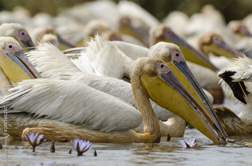 Pélican blanc,.Pelecanus onocrotalus, Great White Pelican, Sénégal ...