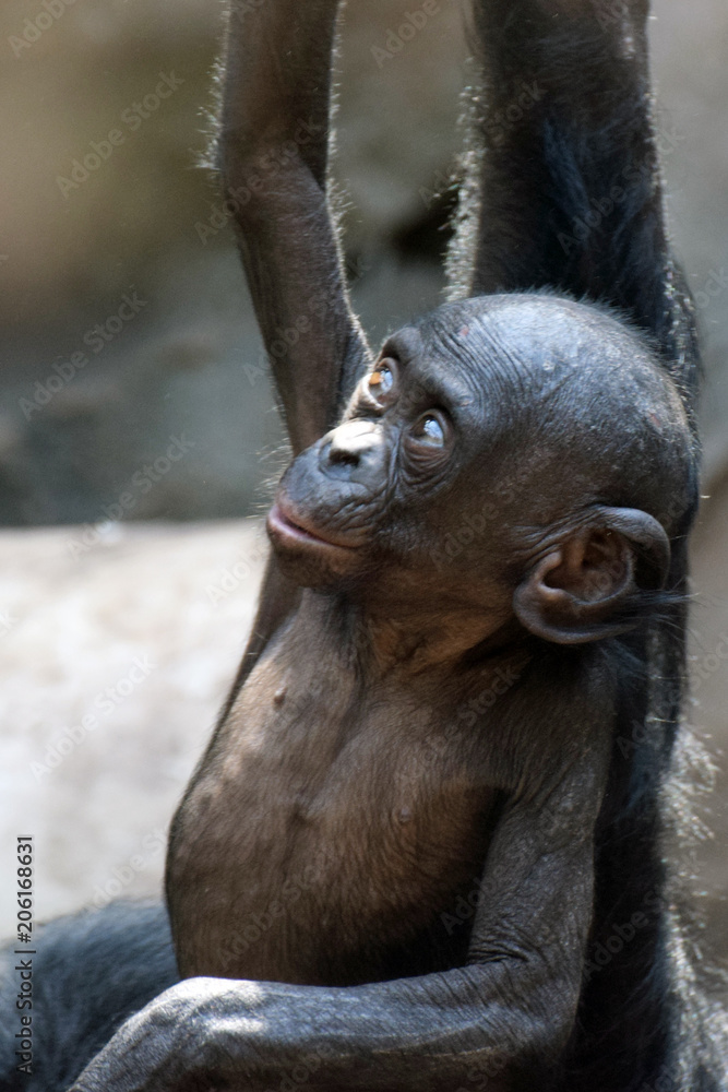 Baby Bonobo Cute