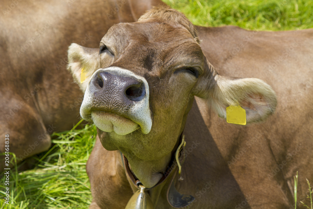 Kuh - Genuss - Lustig - Allgäu Stock-Foto | Adobe Stock