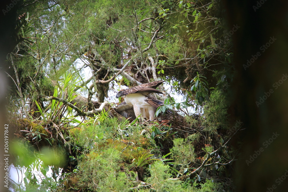 Great Philippine eagle (Pithecophaga jefferyi) nesting in Mindanao ...
