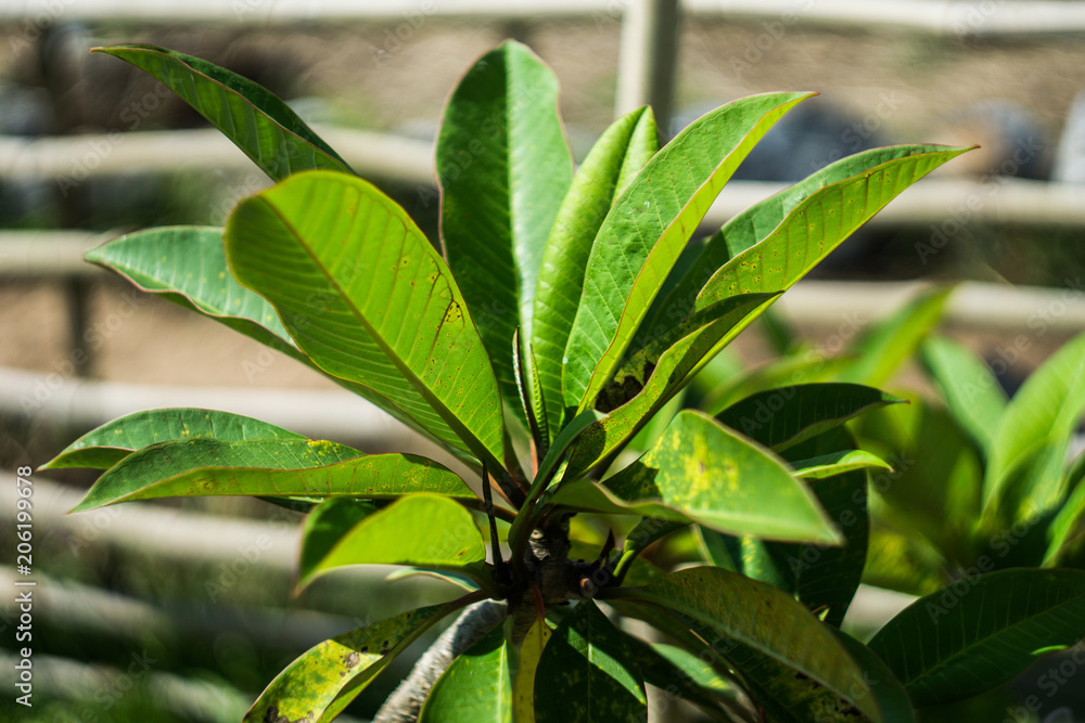 Plumeria Temple Tree leaf grows on an organic farm in Cambodia. Stock ...