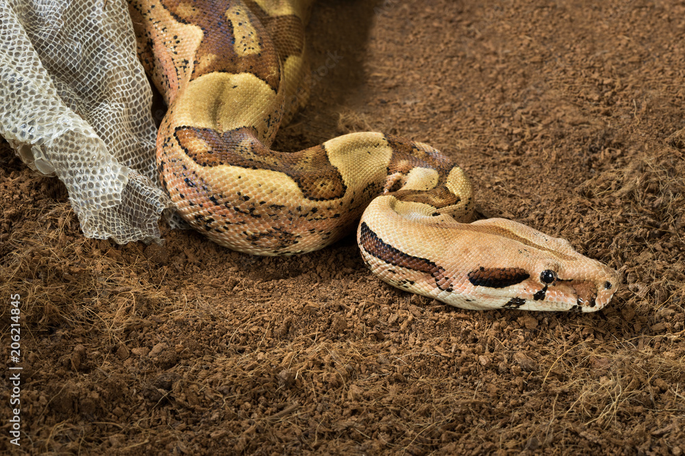 Boa constrictor imperator. Female. Mutational form Hypo Jungle. Albino ...