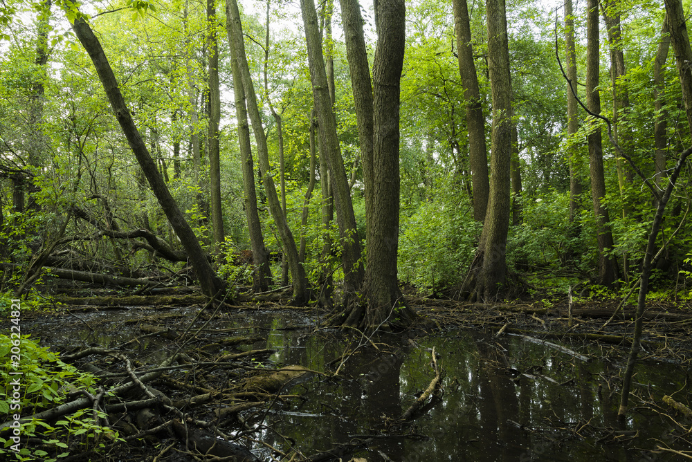 Bäume die im Sumpf stehen, Bäume stehen im Sumpf, Sumpfiger Wald Stock ...