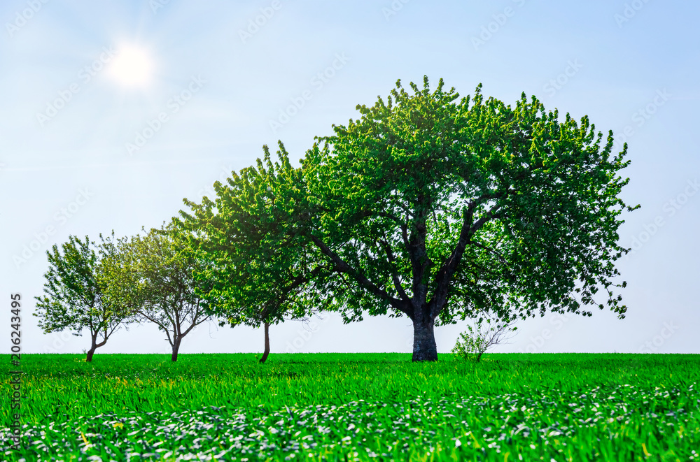trees in a field. Generation growth legacy family concept Stock Photo ...