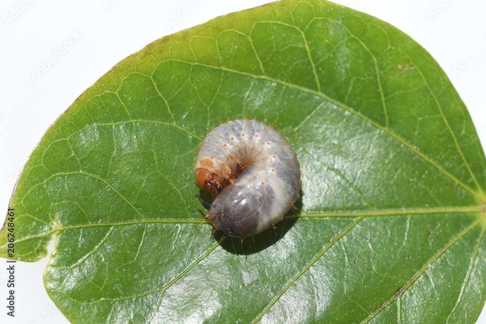 Maikaefer, Larve, Melolontha, Maikaeferlarve, Engerling Stock Photo ...