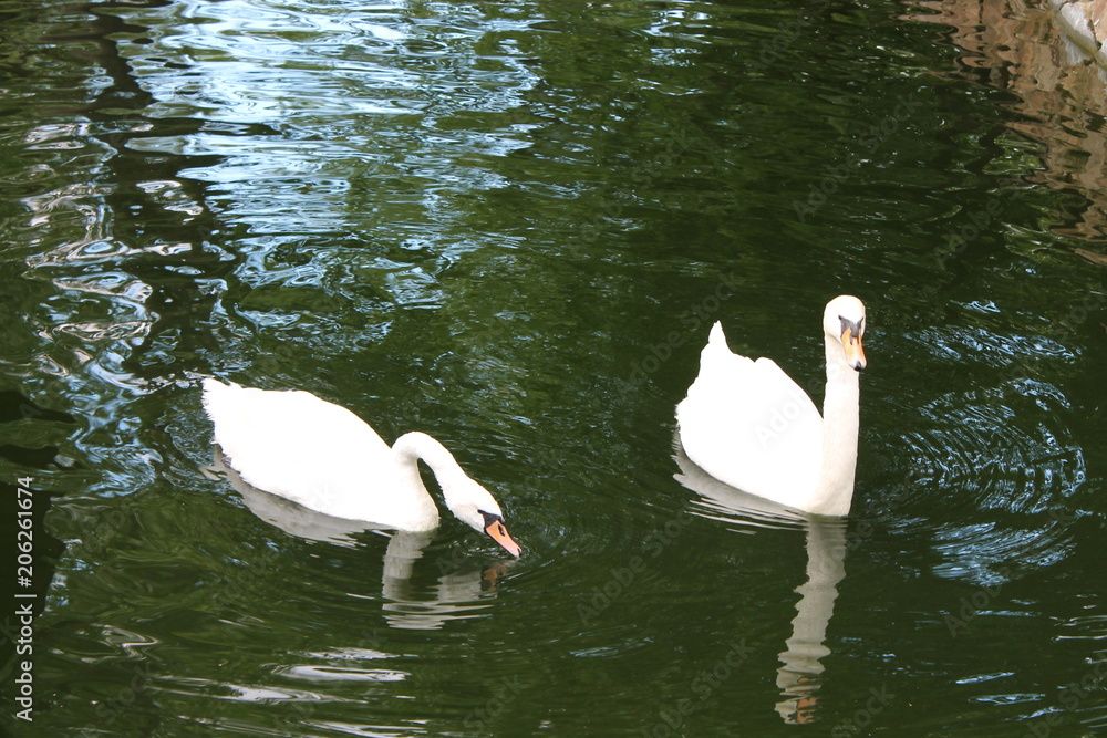 White swan in the foggy lake at the dawn. Morning lights. Romantic ...