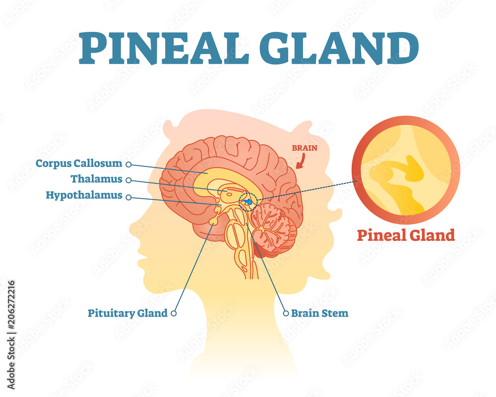 Poster Pineal Gland Anatomical Cross Section Vector Illustration