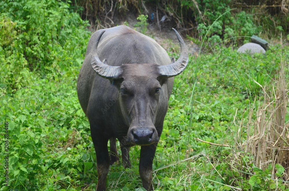 Carabao, water buffalo in the nature of the Philippines. Stock Photo ...