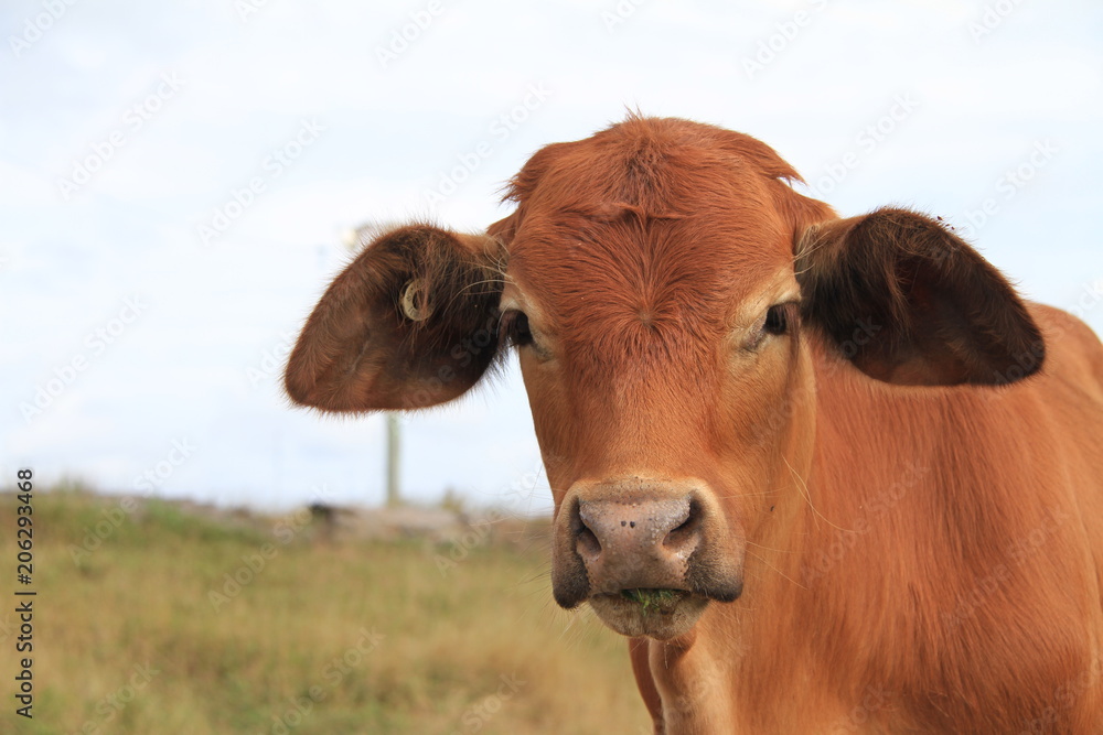 Brahman cross cattle in paddock Stock Photo | Adobe Stock