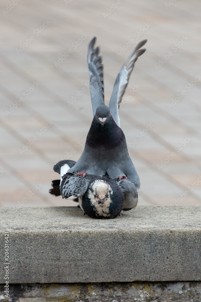 funny image of frisky male and female pigeon love birds mating on the ...