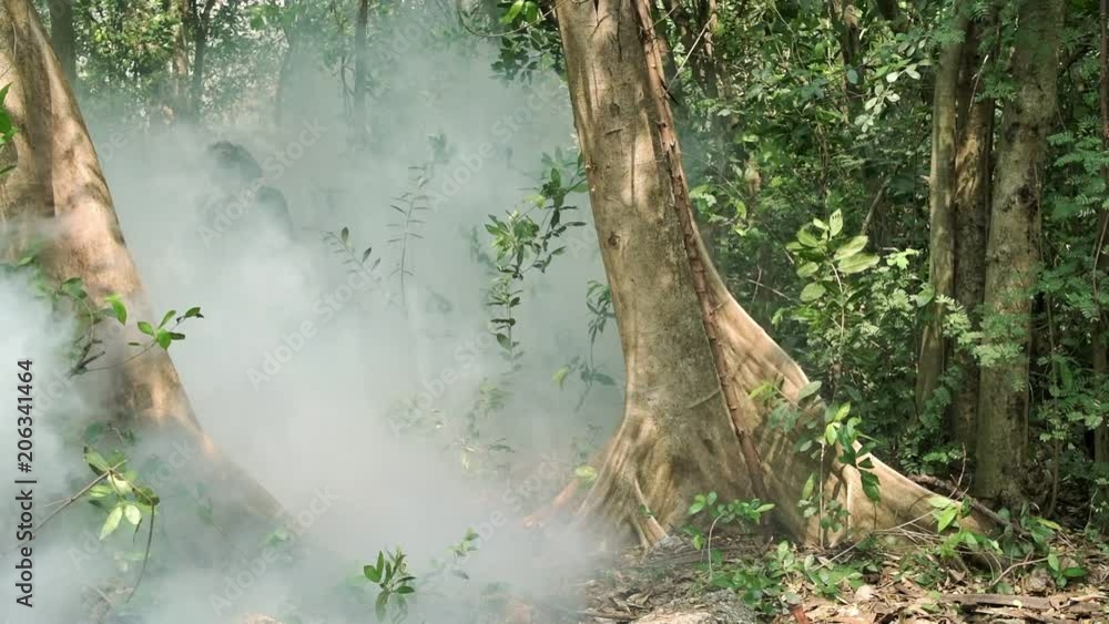 Slow motion of soldiers aiming their assault rifles in jungle. Chinese ...