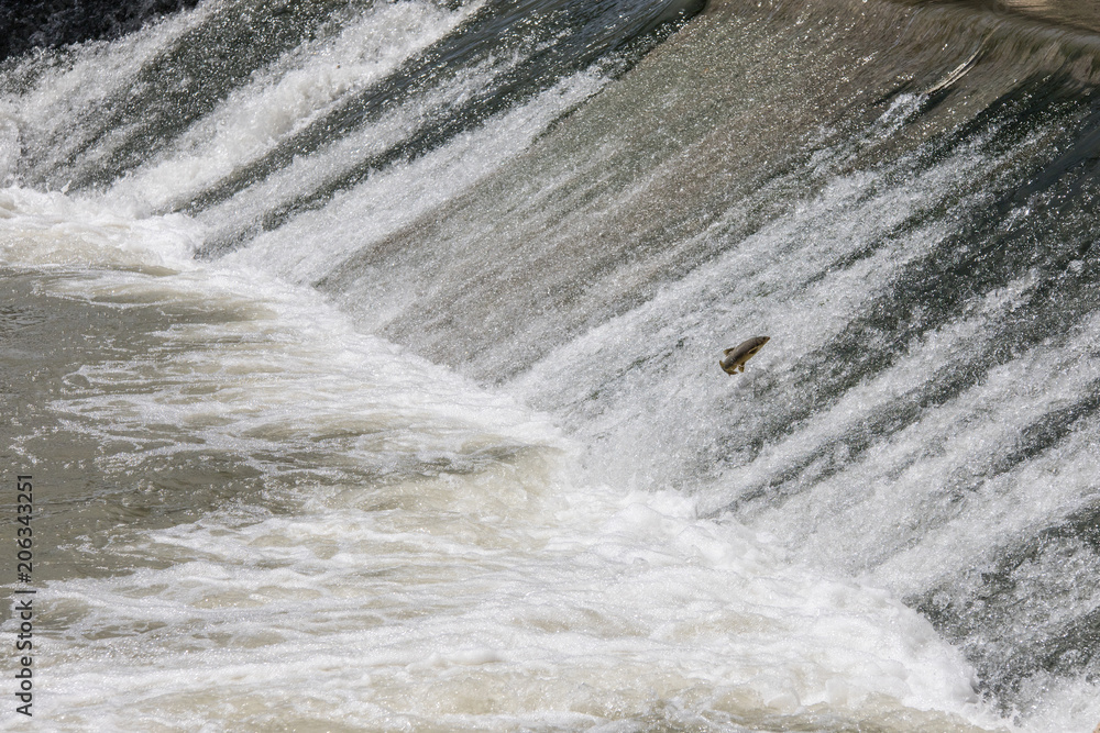Fotografia do Stock: Salmon fish swimming against the stream of the ...