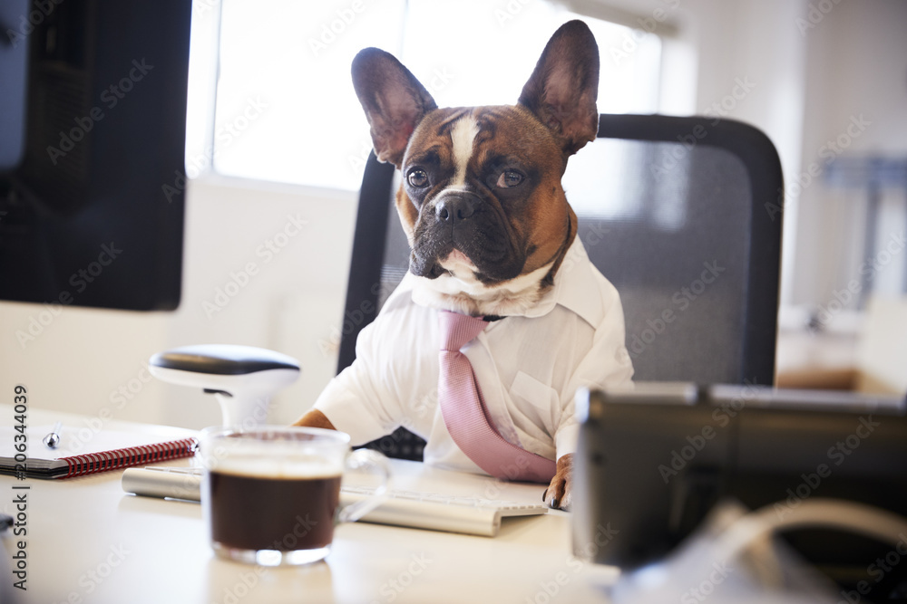 French Bulldog Dressed As Businessman Works At Desk On Computer Stock ...