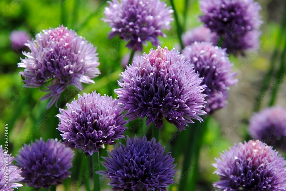 Purple flowers of chives ( Allium schoenoprasum) Stock Photo | Adobe Stock