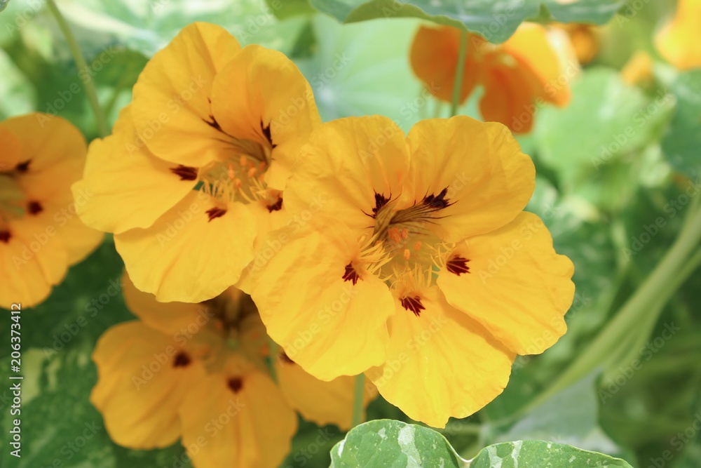 Geranium Flower Yellow