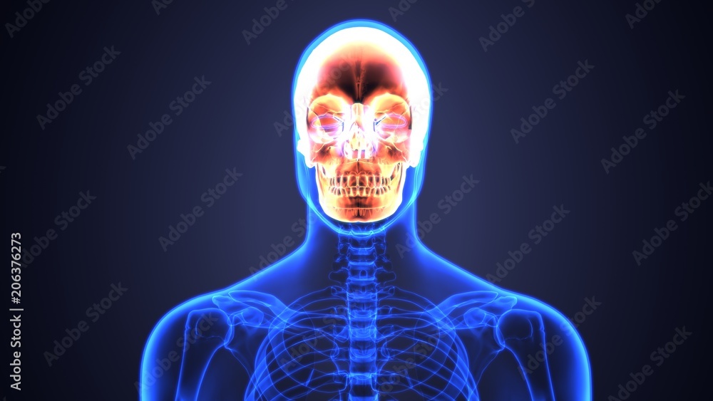 3d illustration of Human Skull Anatomy Diagram | Periodic Stock ...