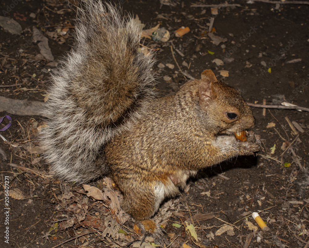 Moderate Climate Animals