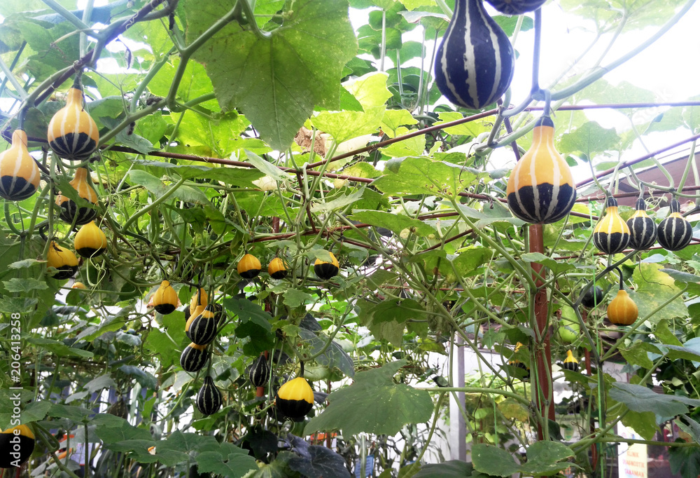 Pumpkin tree with its hanging fruit. A new hybrid breed based on the ...