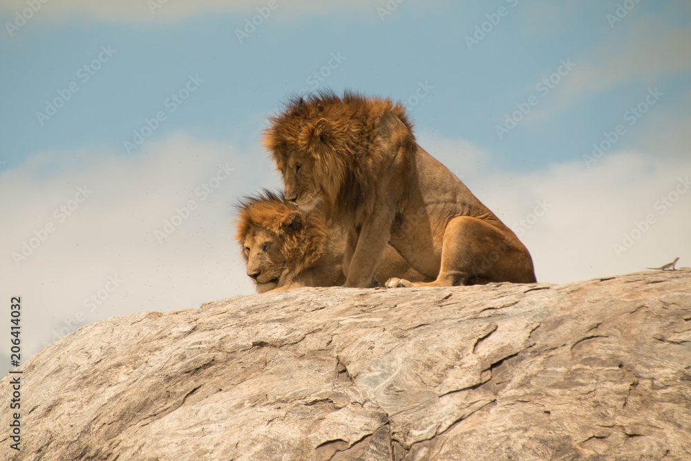 The two lions guarding the post at the Simba Kopje in Serengeti Stock ...