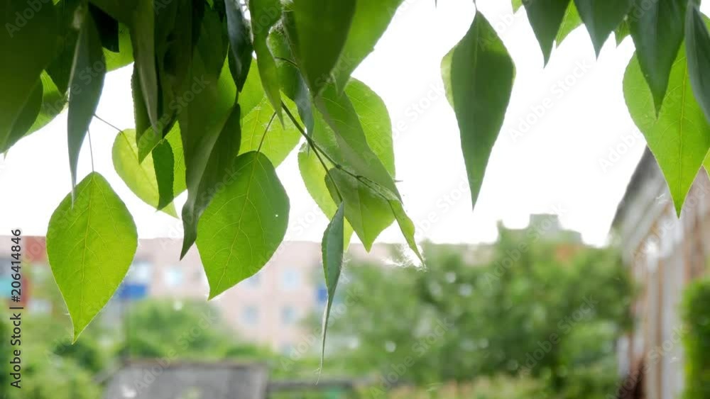 Abstract blurred backgrounds hiking trail in the green leafy park on ...