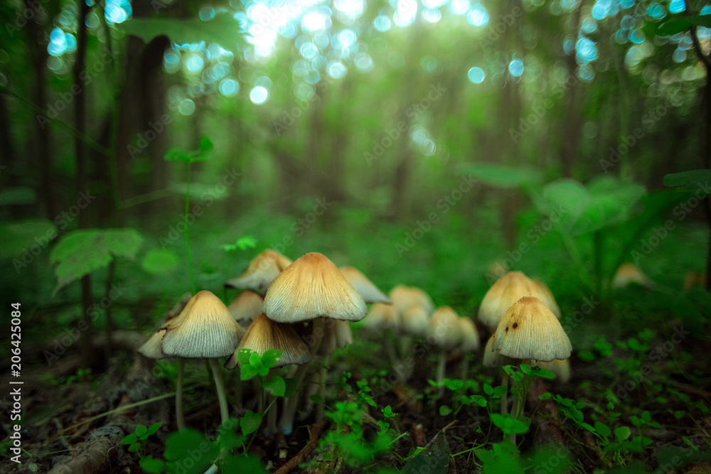 Hongos Stock Photo | Adobe Stock