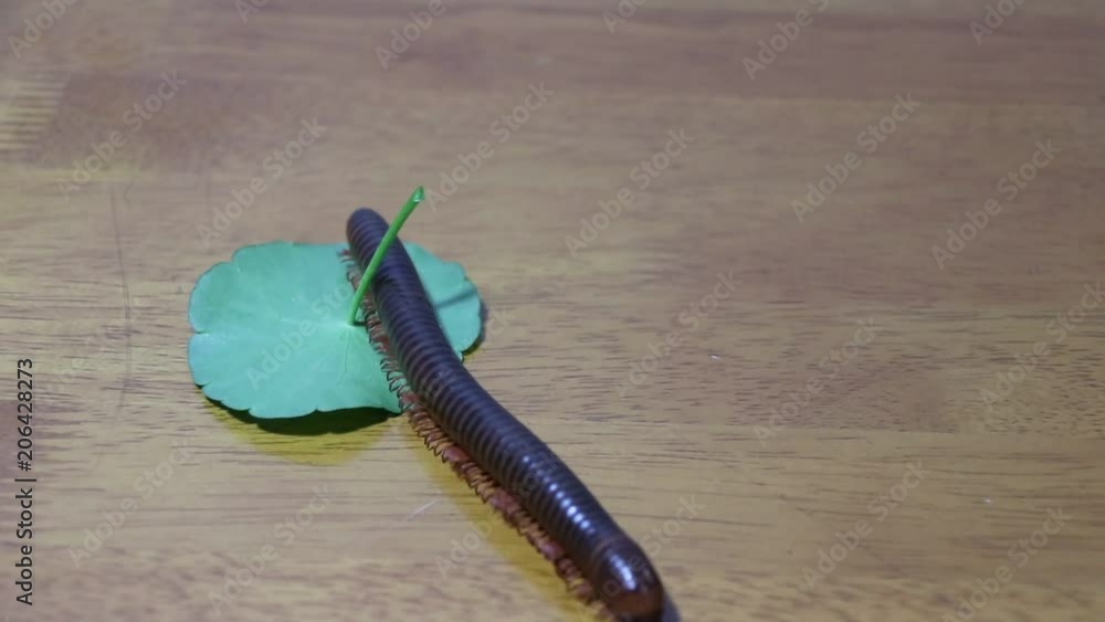 Millipede walking and one green leaf on the wooden floor. Millipedes ...