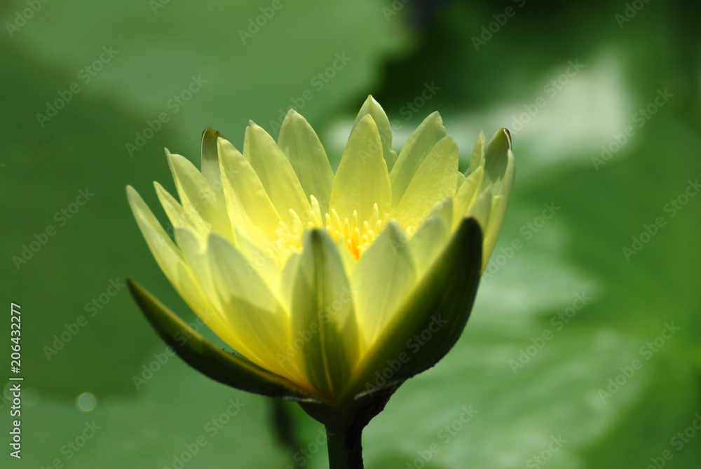 Clous up Yellow Lotus flower or Nymphaea nouchali or Nymphaea stellata ...