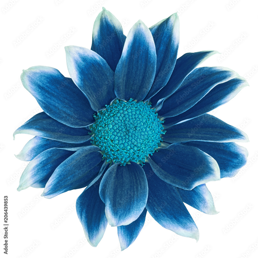 Cyan Color Flower Background