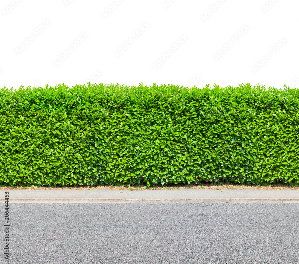 Tall hedge with gravel road isolated Stock Photo | Adobe Stock