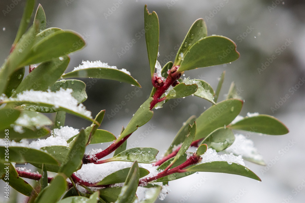 Snow on Australian native plants in Cradle Mountain National park ...