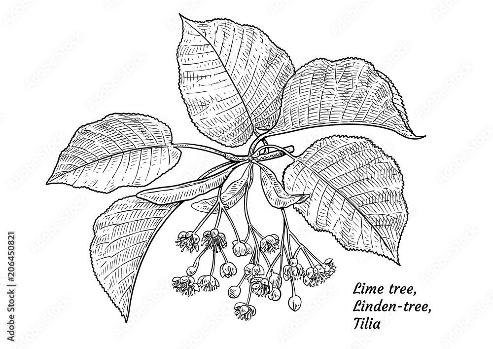 Linden tree flower and leaf illustration, drawing, engraving, ink, line ...