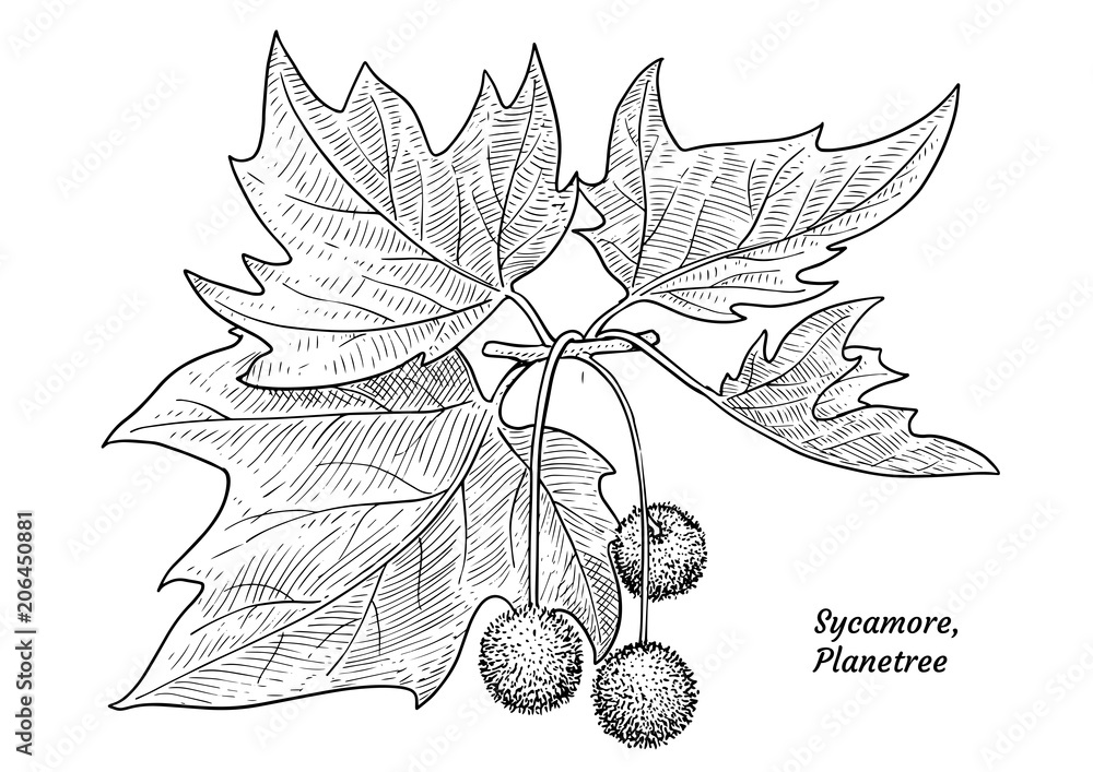 Sycamore, plane tree illustration, drawing, engraving, ink, line art ...