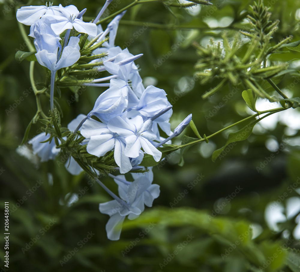 Blue Jasmine Flower