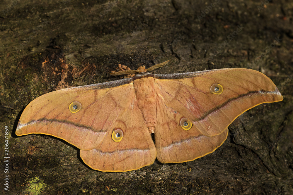 Chinese Oak Silkmoth - Antheraea pernyi, large beautiful orange moth ...