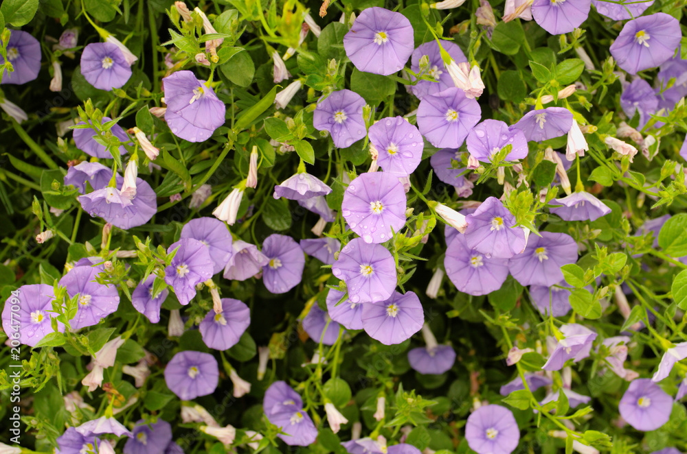 Ground Morning Glory (Convolvulus mauritanicus) is a trailing low ...