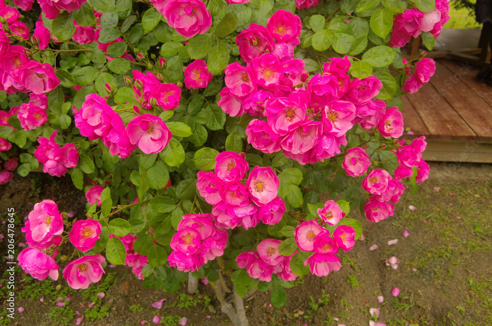 Beautiful climbing Rose Angela (Rosa Angela) is a hybrid floribunda ...