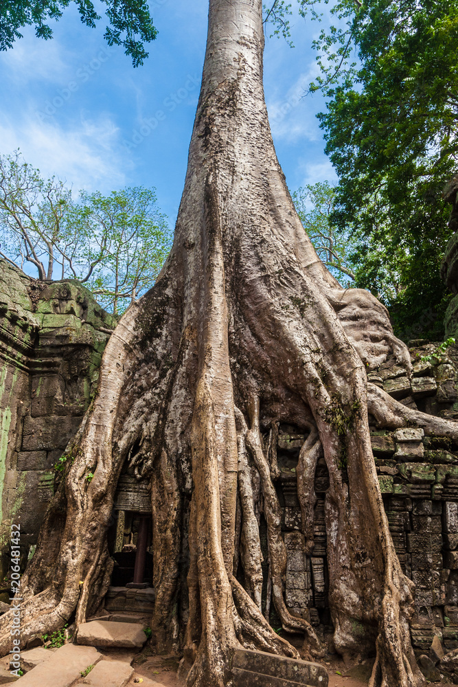 The famous Tetrameles tree which engulfs the atmospheric temple ruins ...