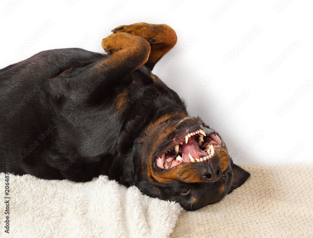 dog breed Rottweiler portrait lying on the back on white background ...