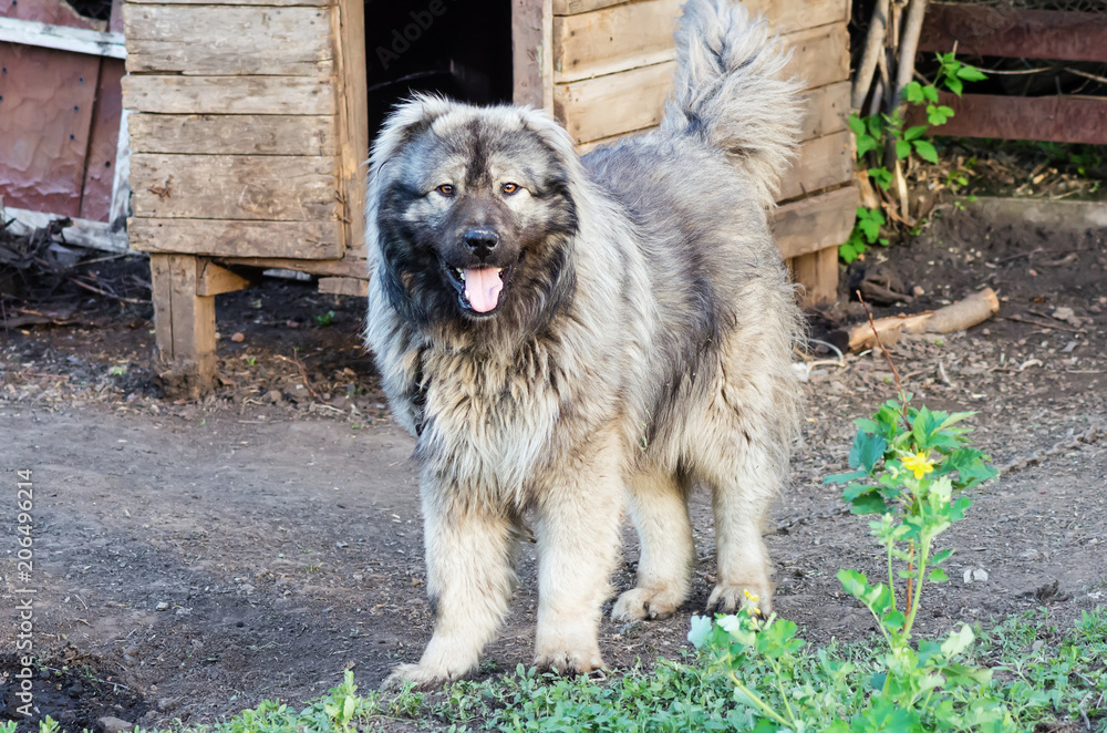 Russian Mountain Shepherd Puppies