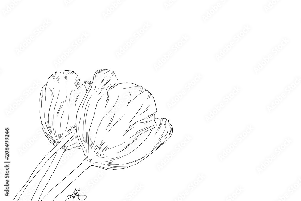 Hand drawn, Tulips, line art Stock Photo | Adobe Stock