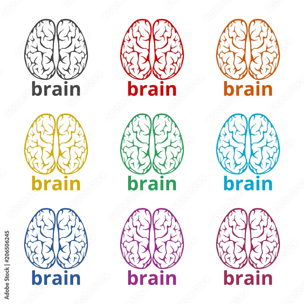 Brain Diagram Unlabeled Color