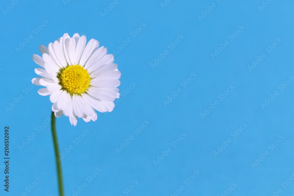 Single Blue Daisy Flower