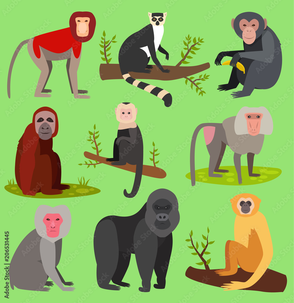 Vector monkeys apes breed rare animal set of cartoon macaque nature ...